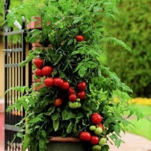 Tomato Patio 'Homeslice' - Brick House Acres