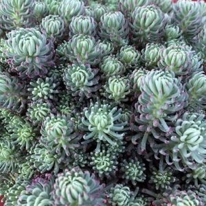 Sedum 'Oracle' - Brick House Acres