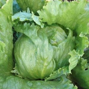 Lettuce Iceberg 'Summertime' 6pk - Brick House Acres